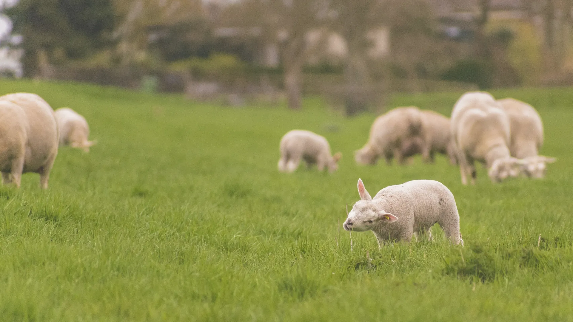 농업회사법인현준(주)